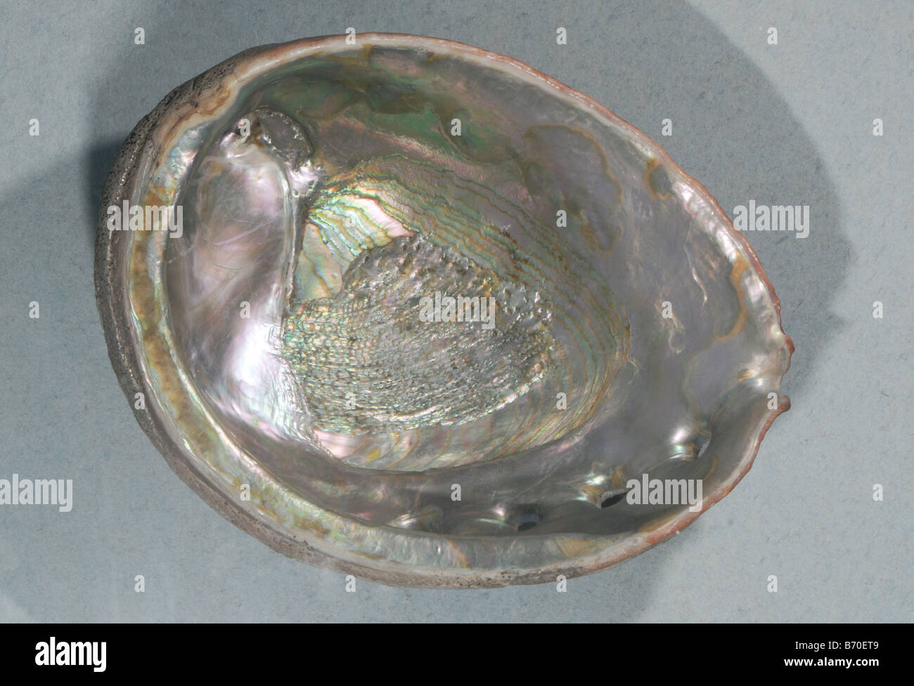 Haliotis rufescens -Fotos und -Bildmaterial in hoher Auflösung – Alamy