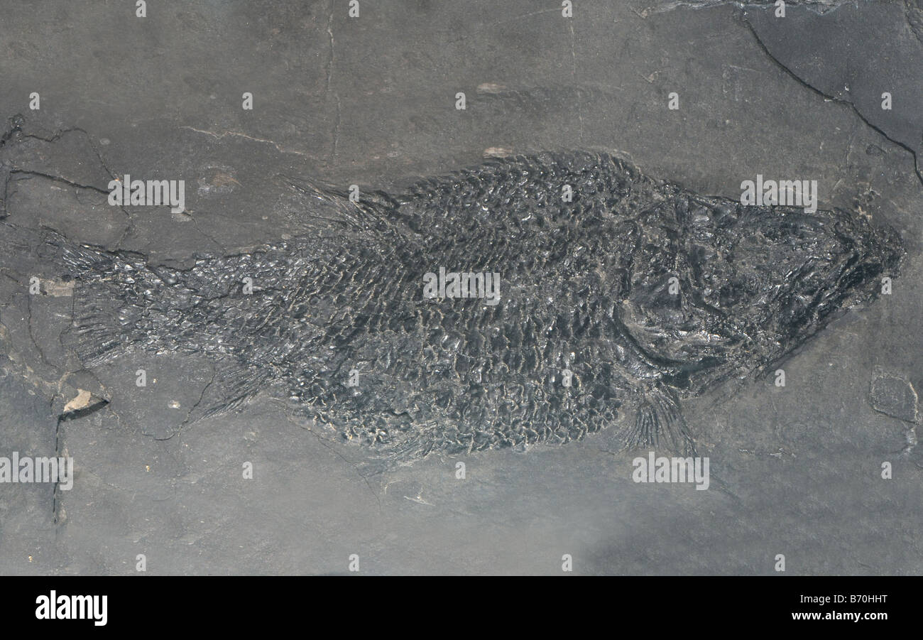 Fish fossil -Fotos und -Bildmaterial in hoher Auflösung – Alamy
