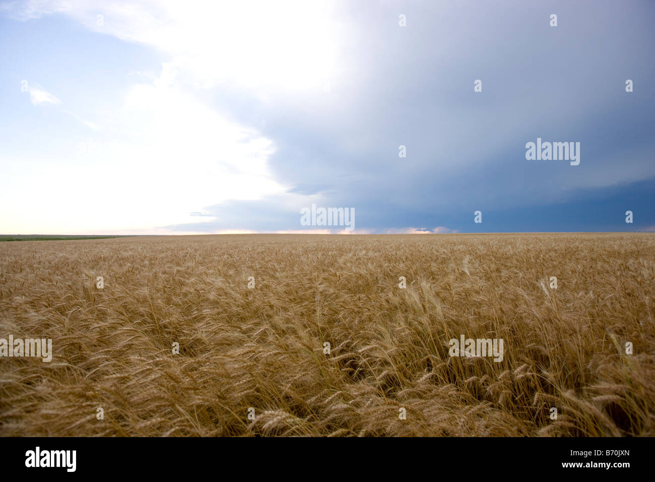 Weizenfeld und Himmel Stockfotos und -bilder Kaufen - Alamy
