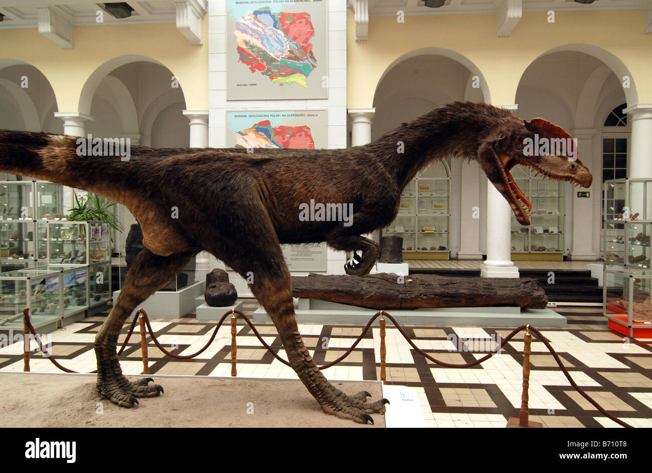 Modell der Dilophosaurus Wetherilli Dinosaurier aus der frühen Jurazeit ...