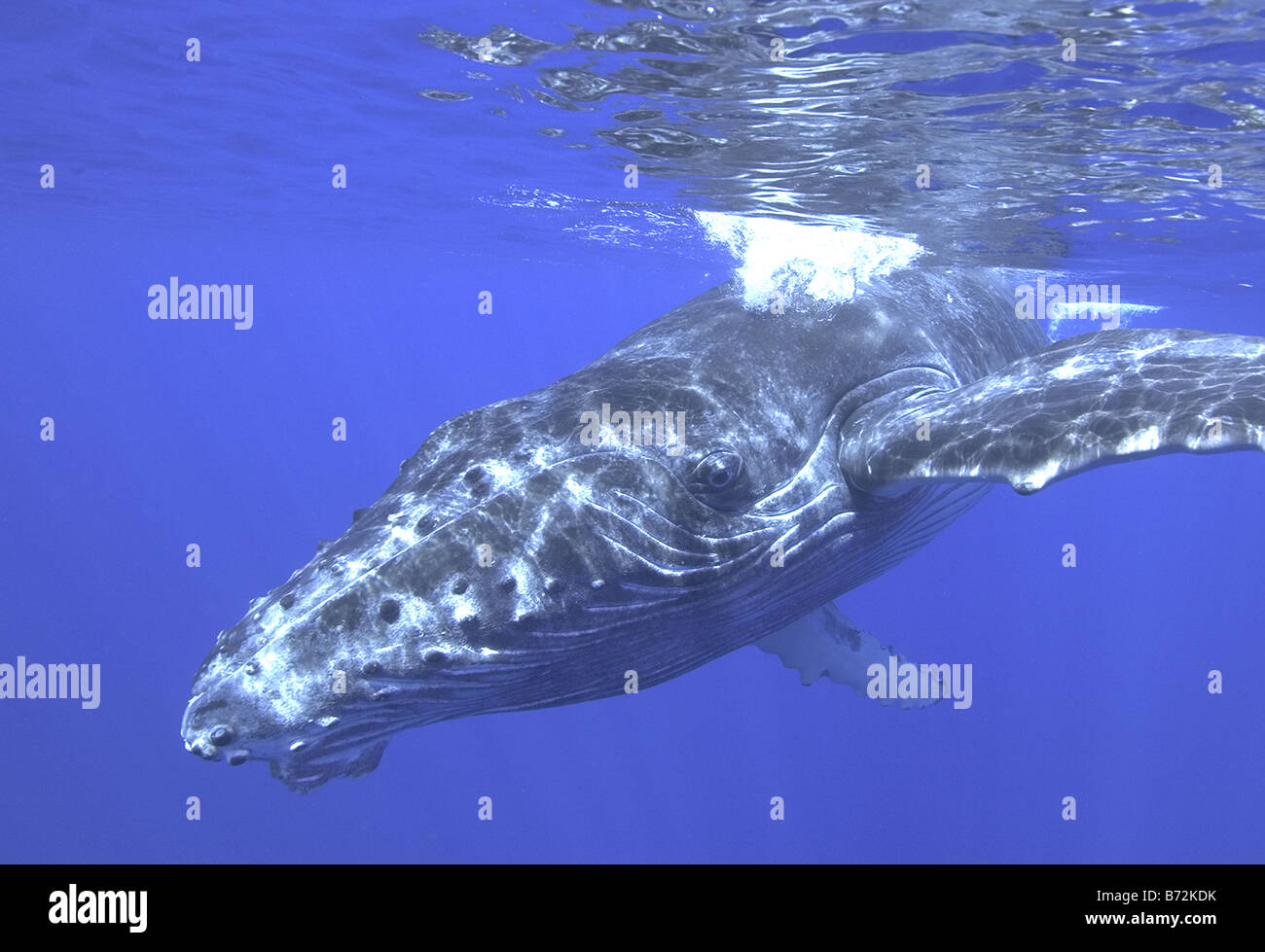 Neugieriger wal -Fotos und -Bildmaterial in hoher Auflösung – Alamy