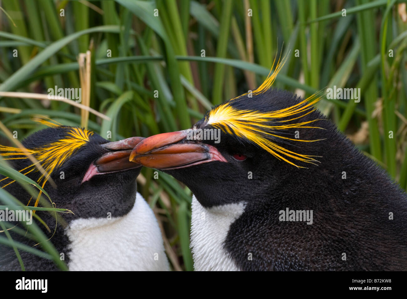 Makkaroni Penguin (Eudyptes Chrysolophus) in den Rasen Cooper Bay South ...