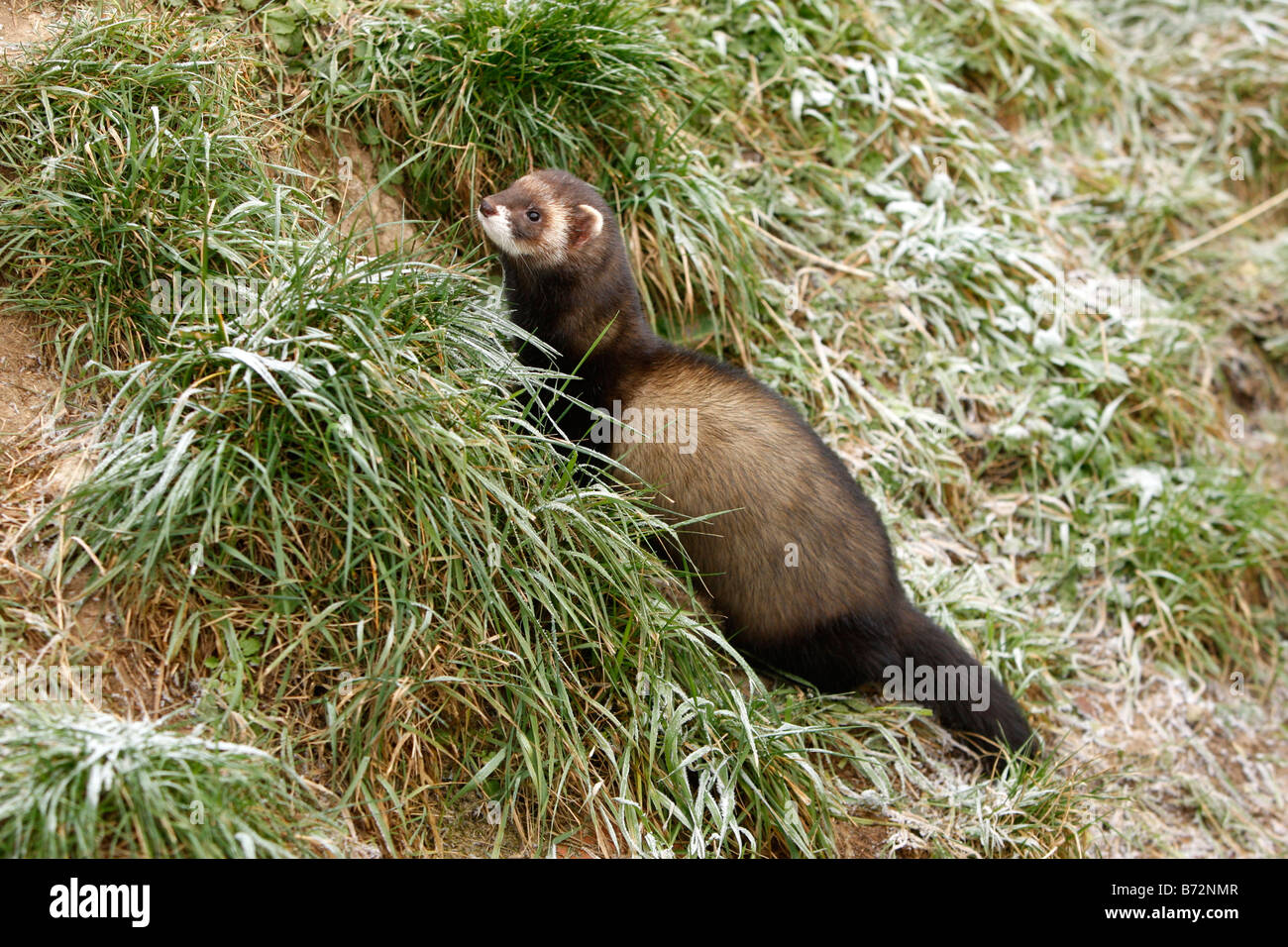 Der iltis -Fotos und -Bildmaterial in hoher Auflösung – Alamy
