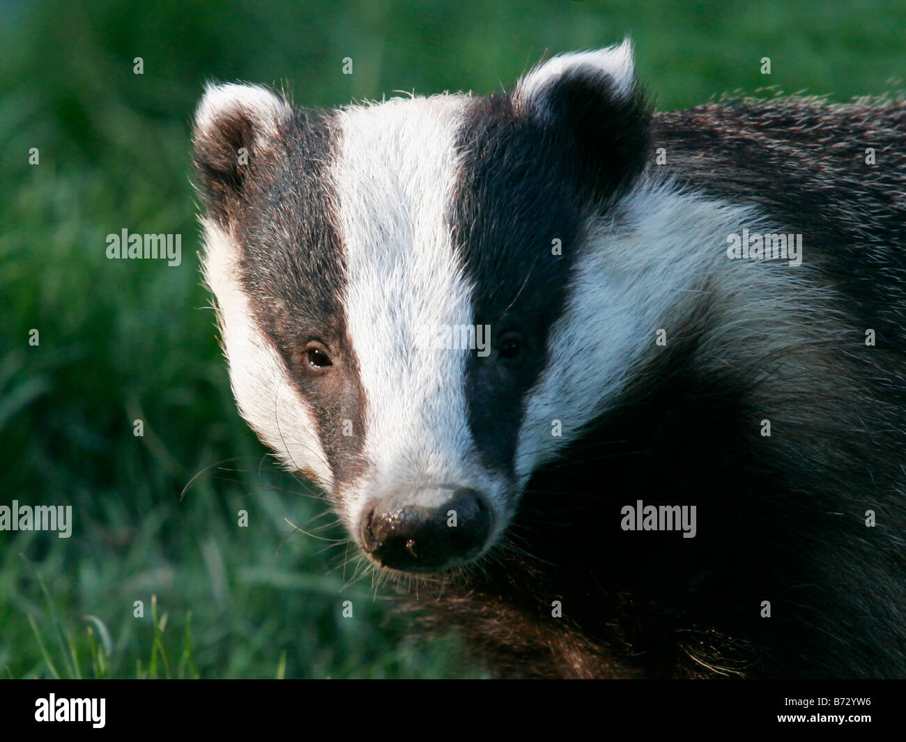 Dachs england -Fotos und -Bildmaterial in hoher Auflösung – Alamy