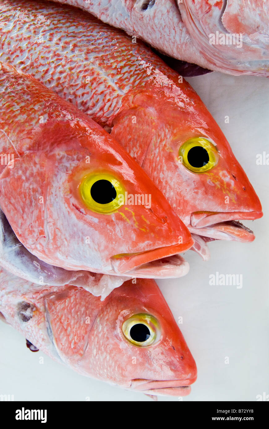 Fisch Mit Beiden Augen Stockfotos und -bilder Kaufen - Alamy