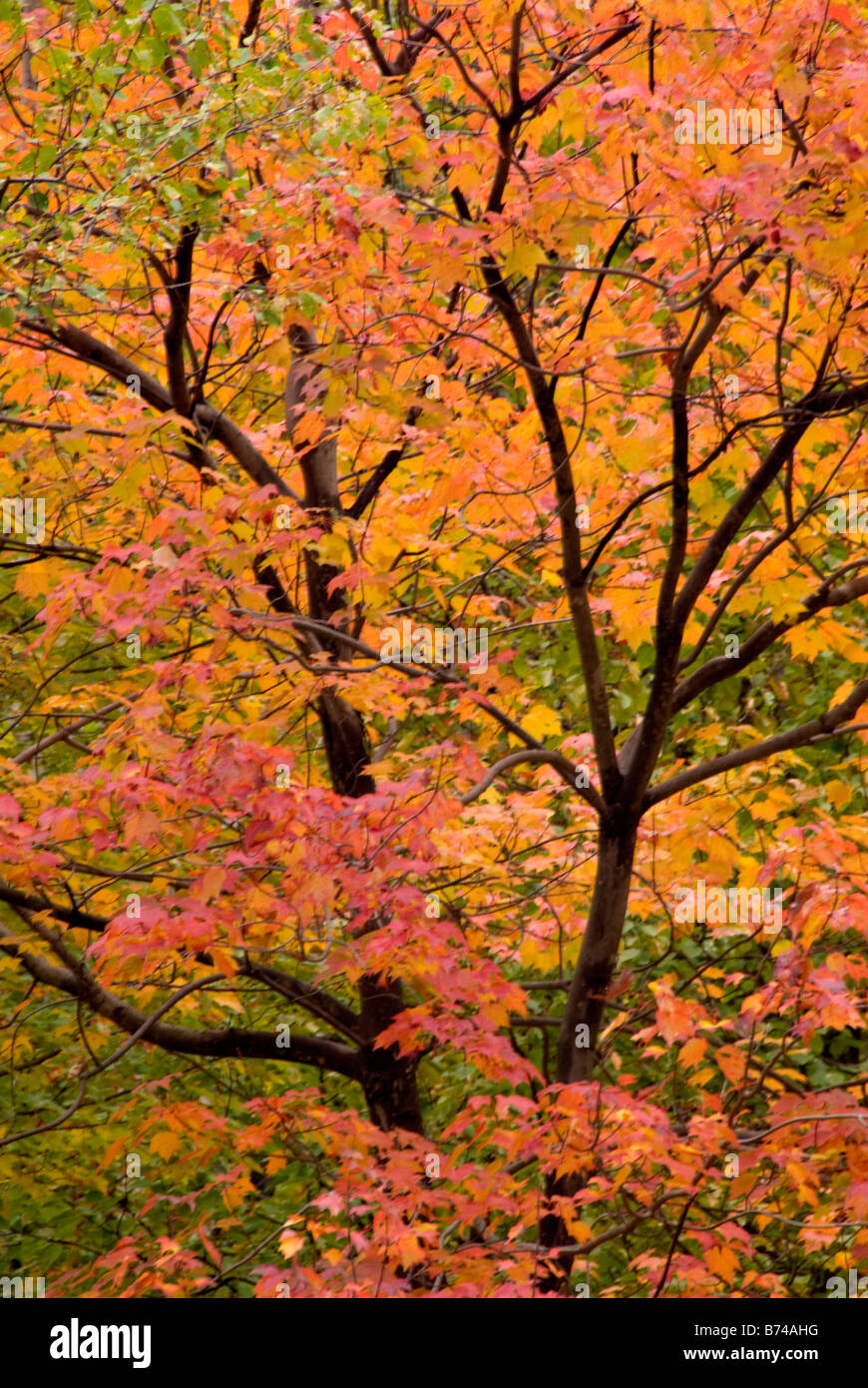 Zucker-Ahorn auf Kelly Stand Road, Green Mountain National Forest ...