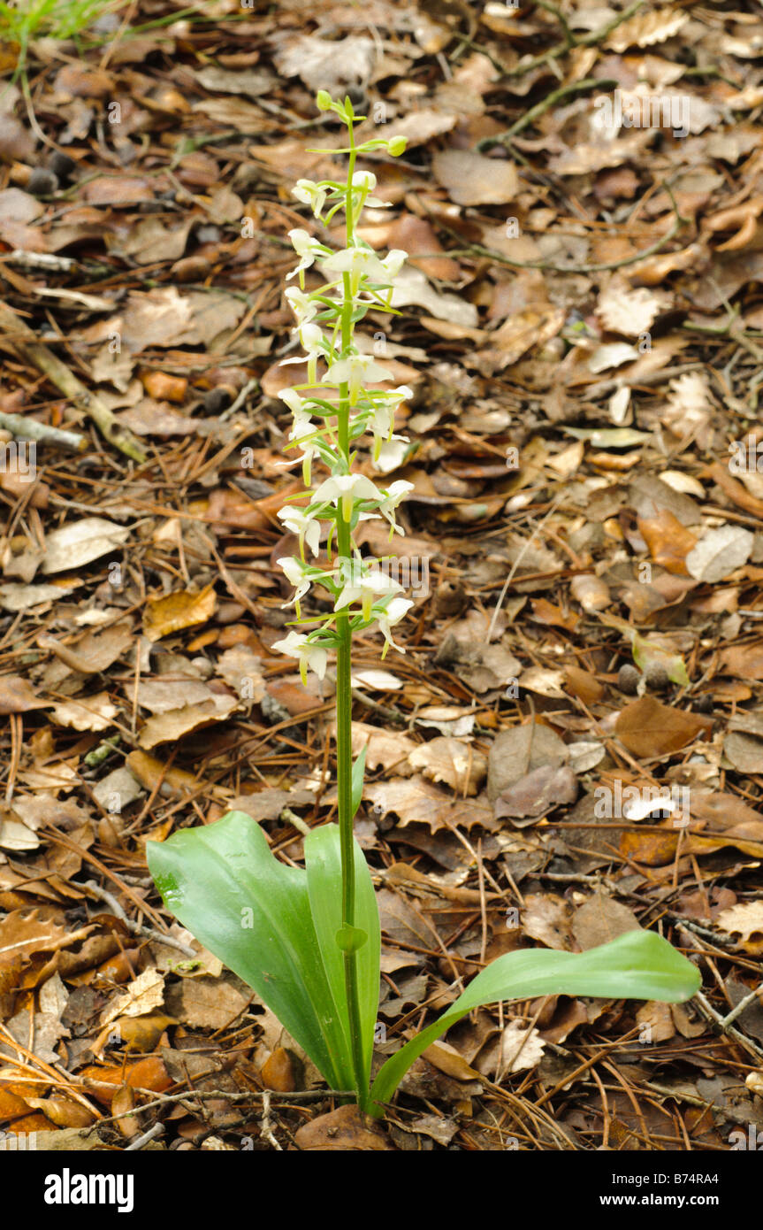 Blume der wilden Orchideen autochtone Platanthera Chlorantha, die ...