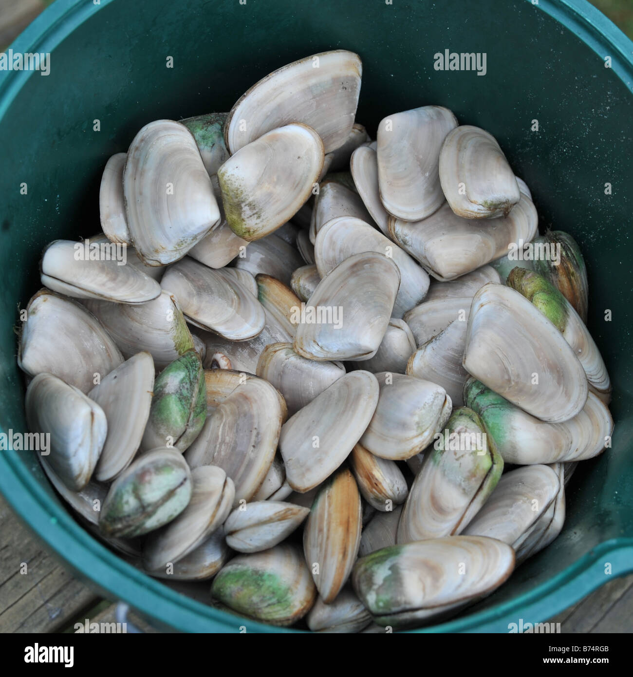 Pippies NZ native Muscheln in einen Eimer Stockfotografie - Alamy