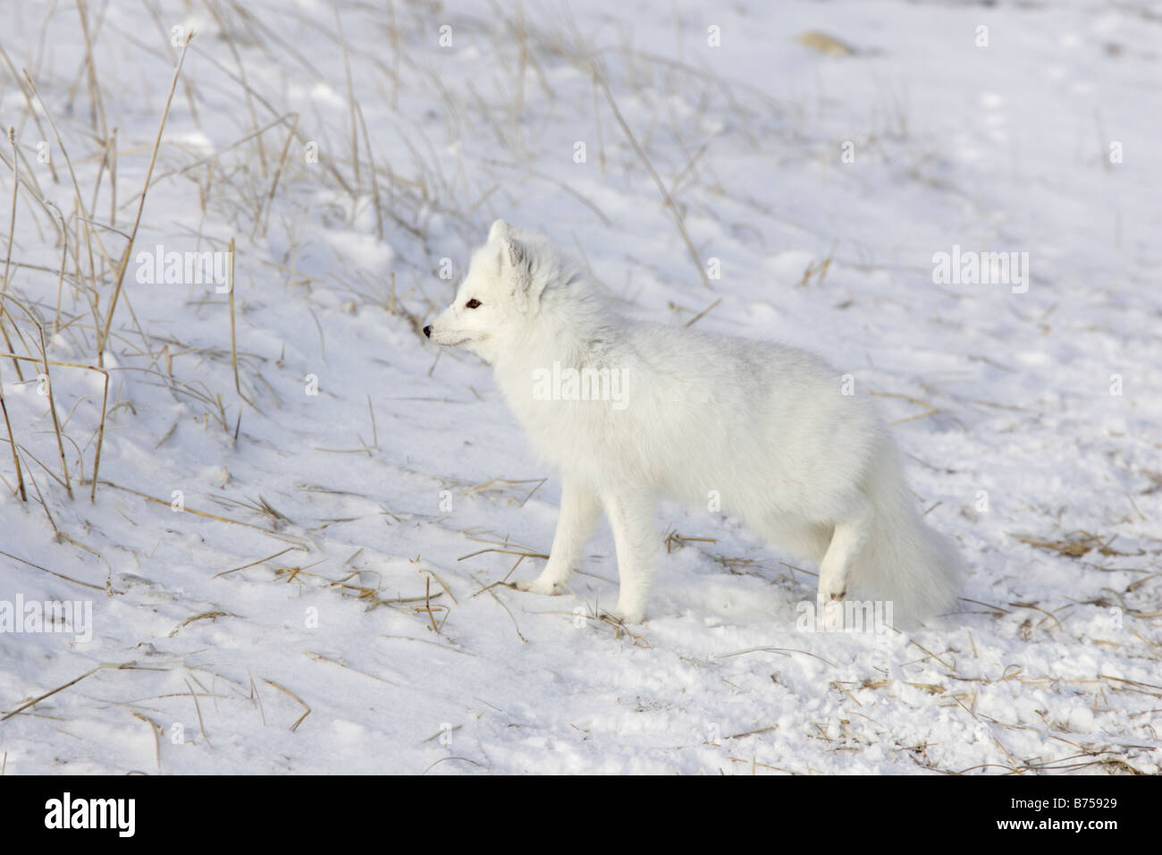 Fuchs im schnee -Fotos und -Bildmaterial in hoher Auflösung – Alamy