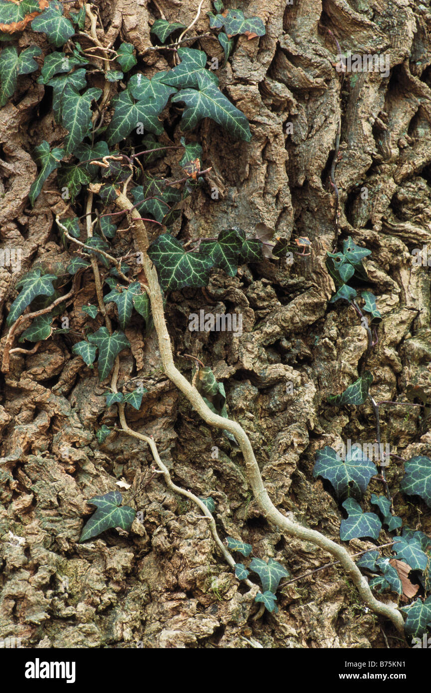 Efeu Hedera Helix Lierre Grimpant Efeu gemeinsame Efeu Englisch Efeu ...