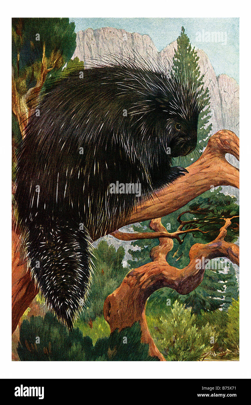 Illustration der Urson Stockfotografie - Alamy