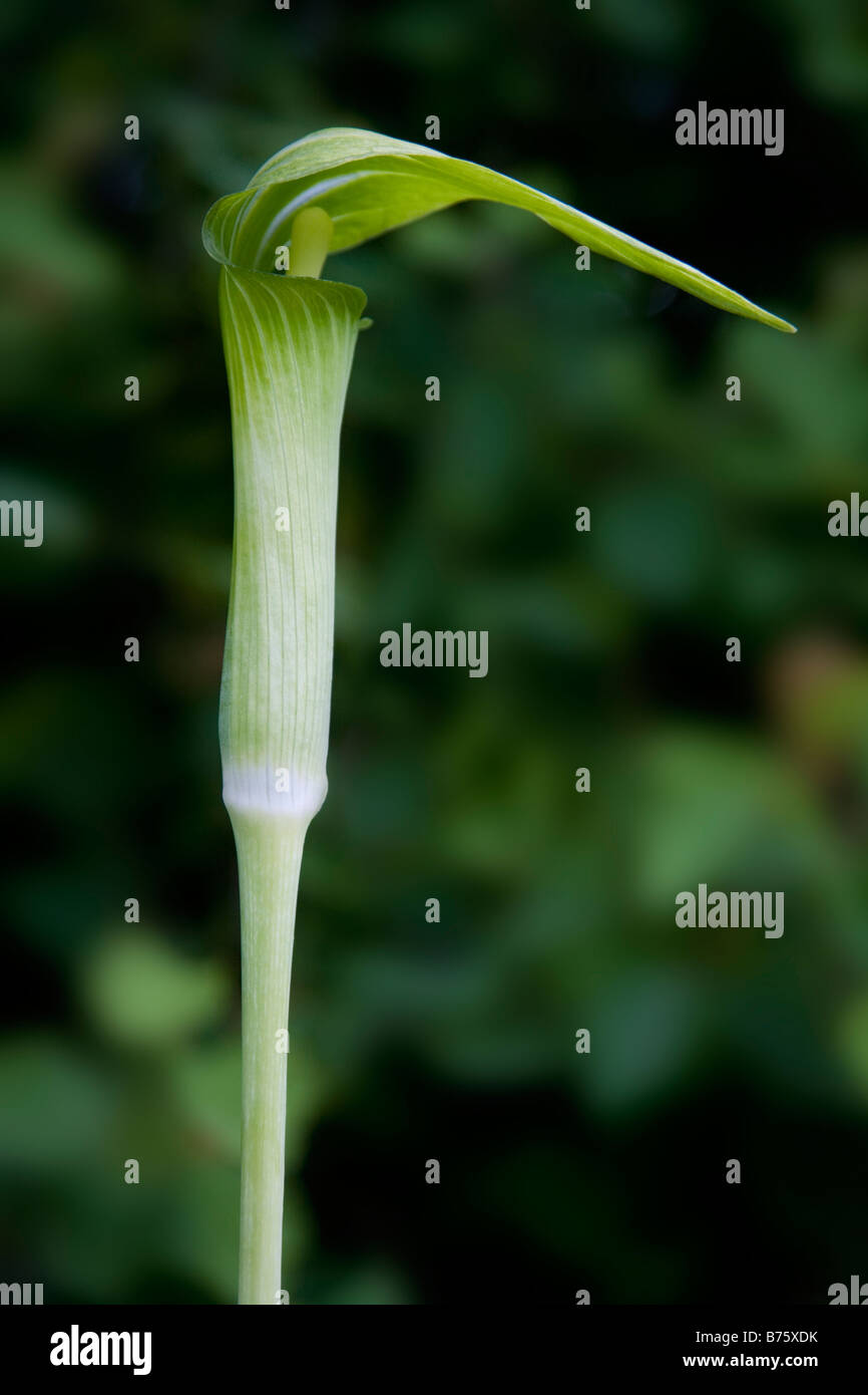 Kobra Lilie wächst in einem Moor-Garten Stockfotografie - Alamy