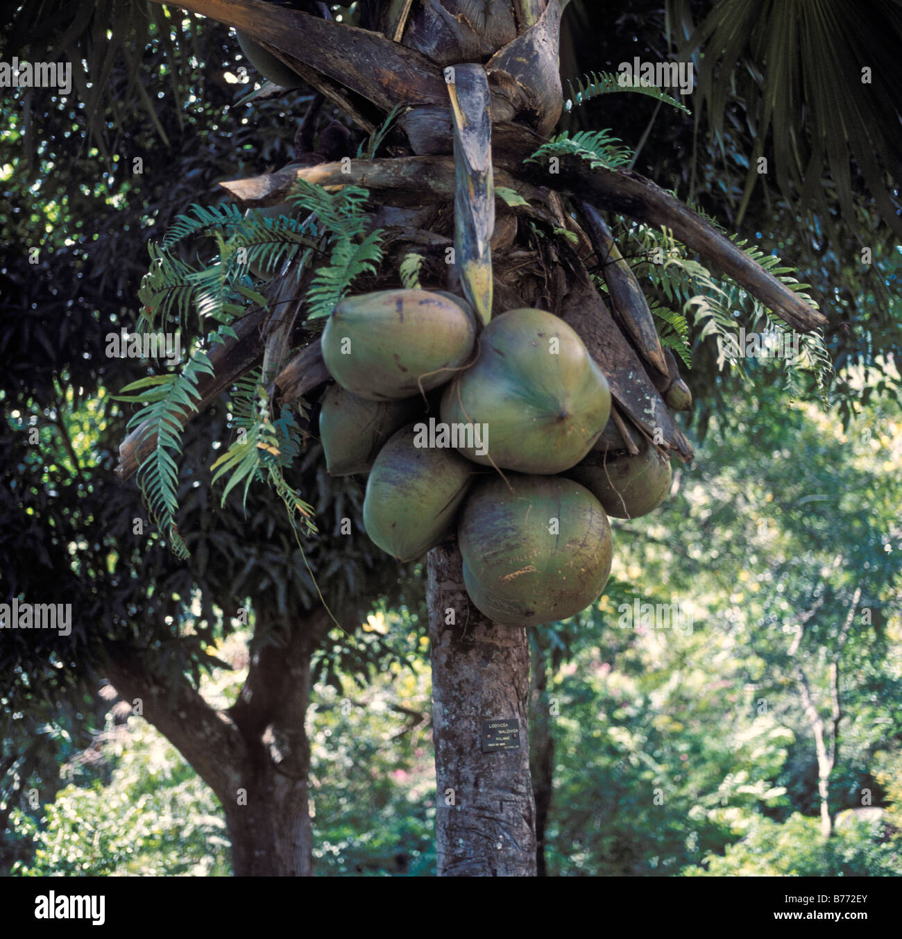 Coco de mer palme -Fotos und -Bildmaterial in hoher Auflösung – Alamy