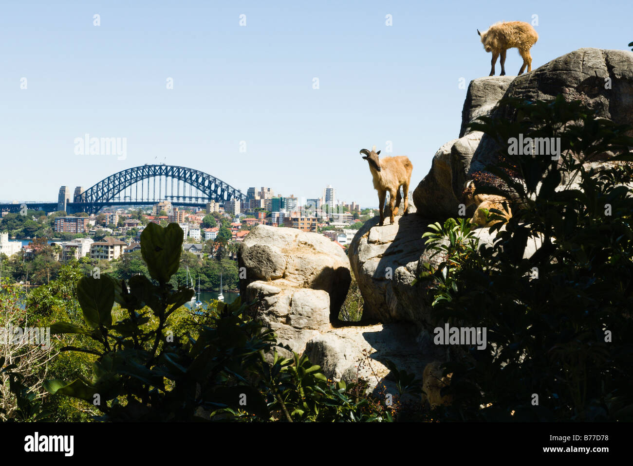 Bergziegen in Sydneys Taronga Zoo Stockfotografie - Alamy