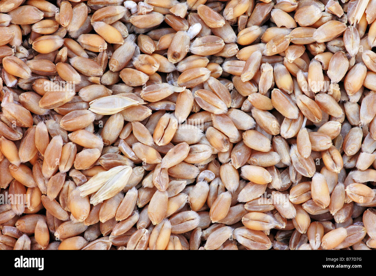 Common wheat -Fotos und -Bildmaterial in hoher Auflösung – Alamy
