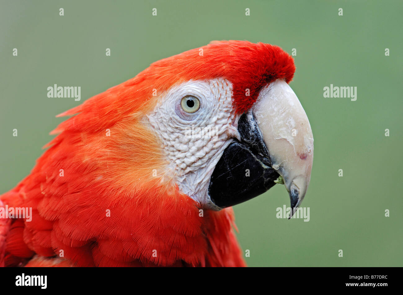Ara rot -Fotos und -Bildmaterial in hoher Auflösung – Alamy