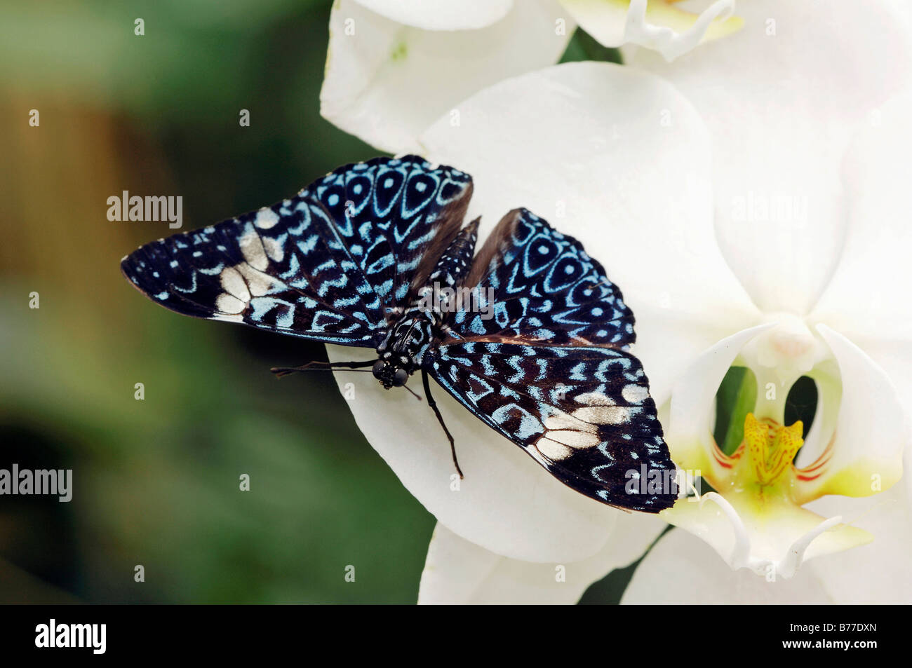 Hamadryas amphinome -Fotos und -Bildmaterial in hoher Auflösung – Alamy