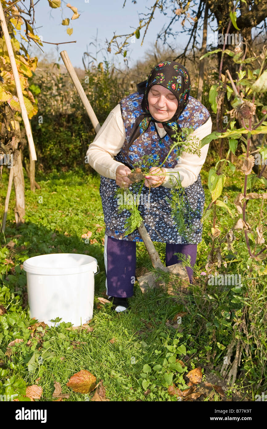 Rumänische Frau trägt ein Kopftuch, Karotten, Bezded, Salaj ...