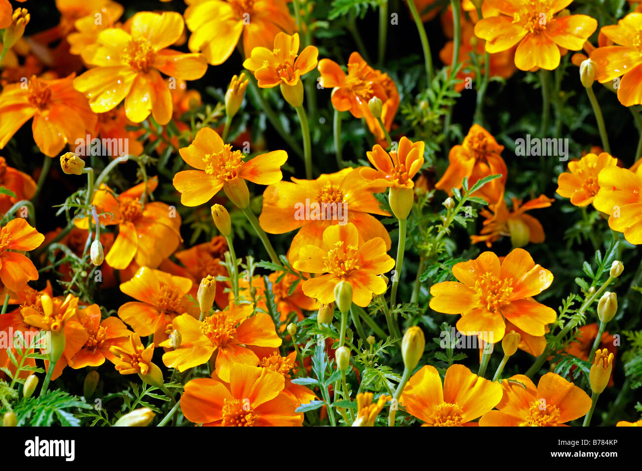 Tagetes tenuifolia orange gem -Fotos und -Bildmaterial in hoher ...