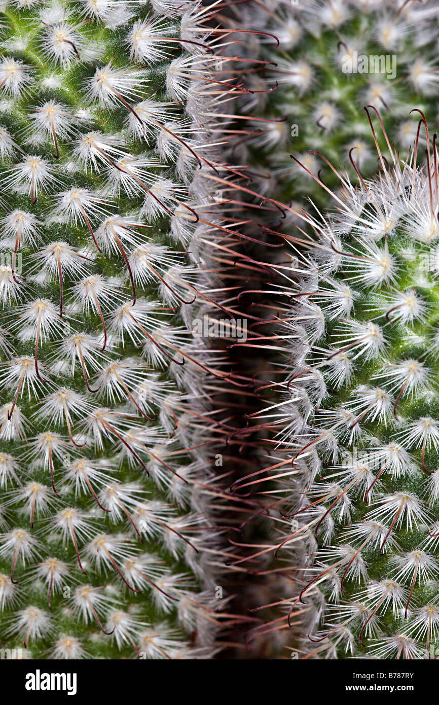 Kaktus Stacheln Stockfotos und -bilder Kaufen - Alamy