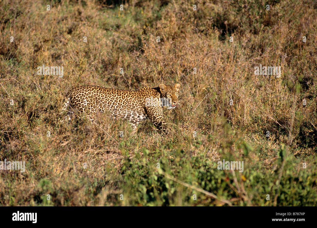 Die Leoparden Panthera Pardus ist gut getarnt lange Gras von braun ...
