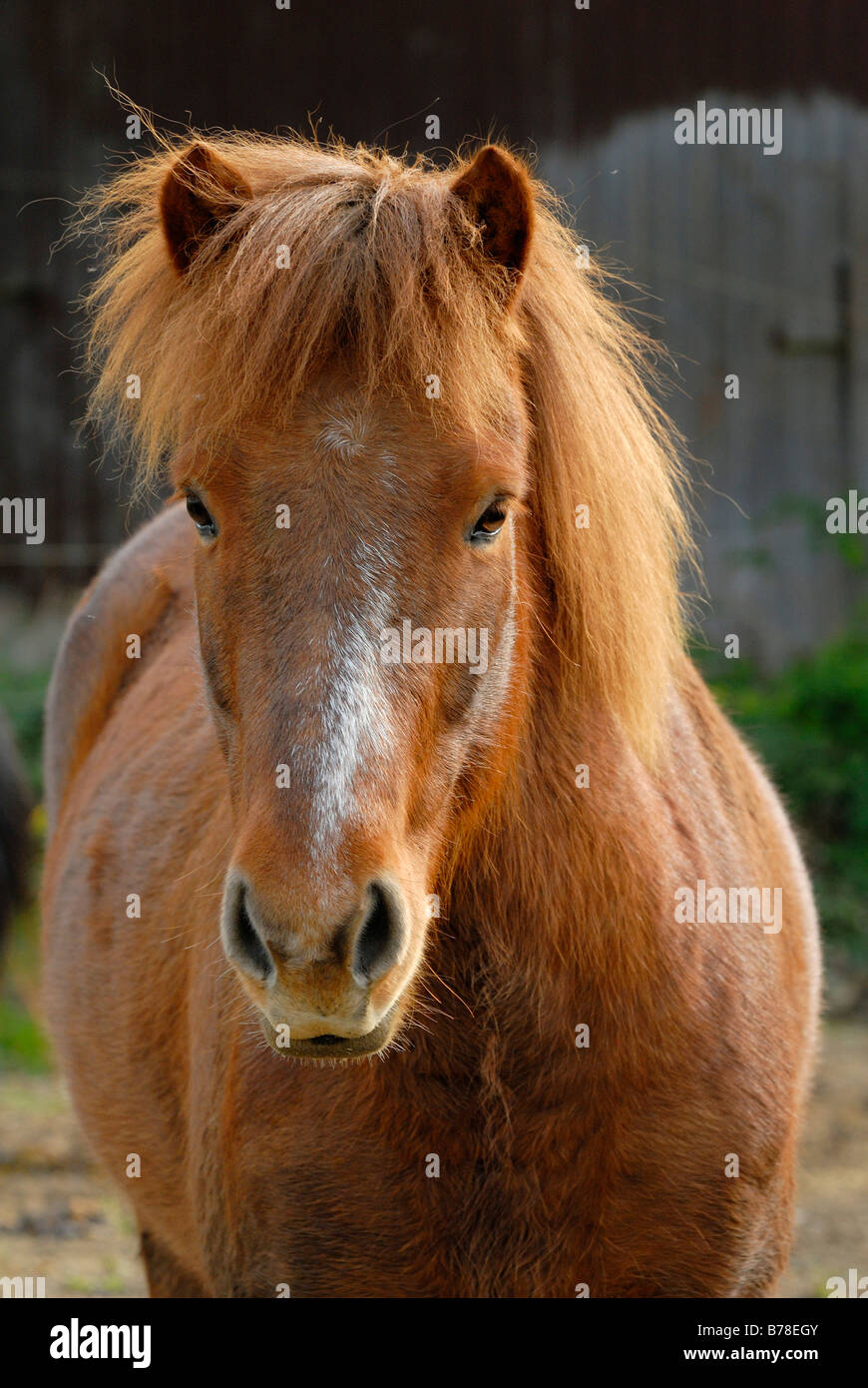 Inselbewohner pferd -Fotos und -Bildmaterial in hoher Auflösung – Alamy