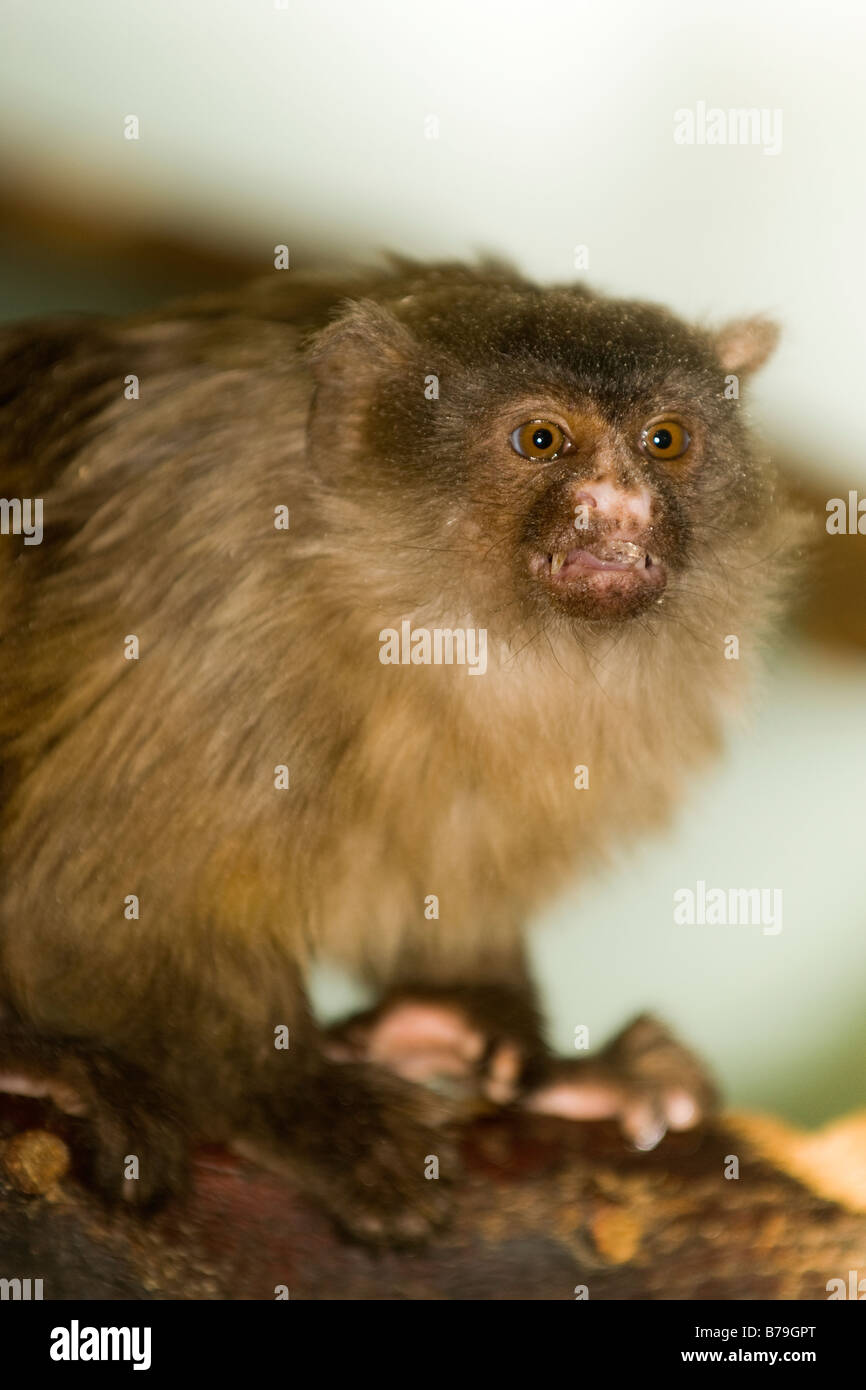 Callitrix argentata -Fotos und -Bildmaterial in hoher Auflösung – Alamy