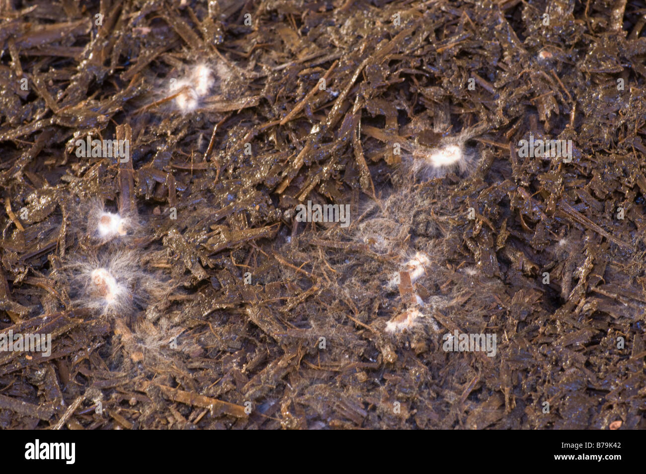 Myzel substrat -Fotos und -Bildmaterial in hoher Auflösung – Alamy