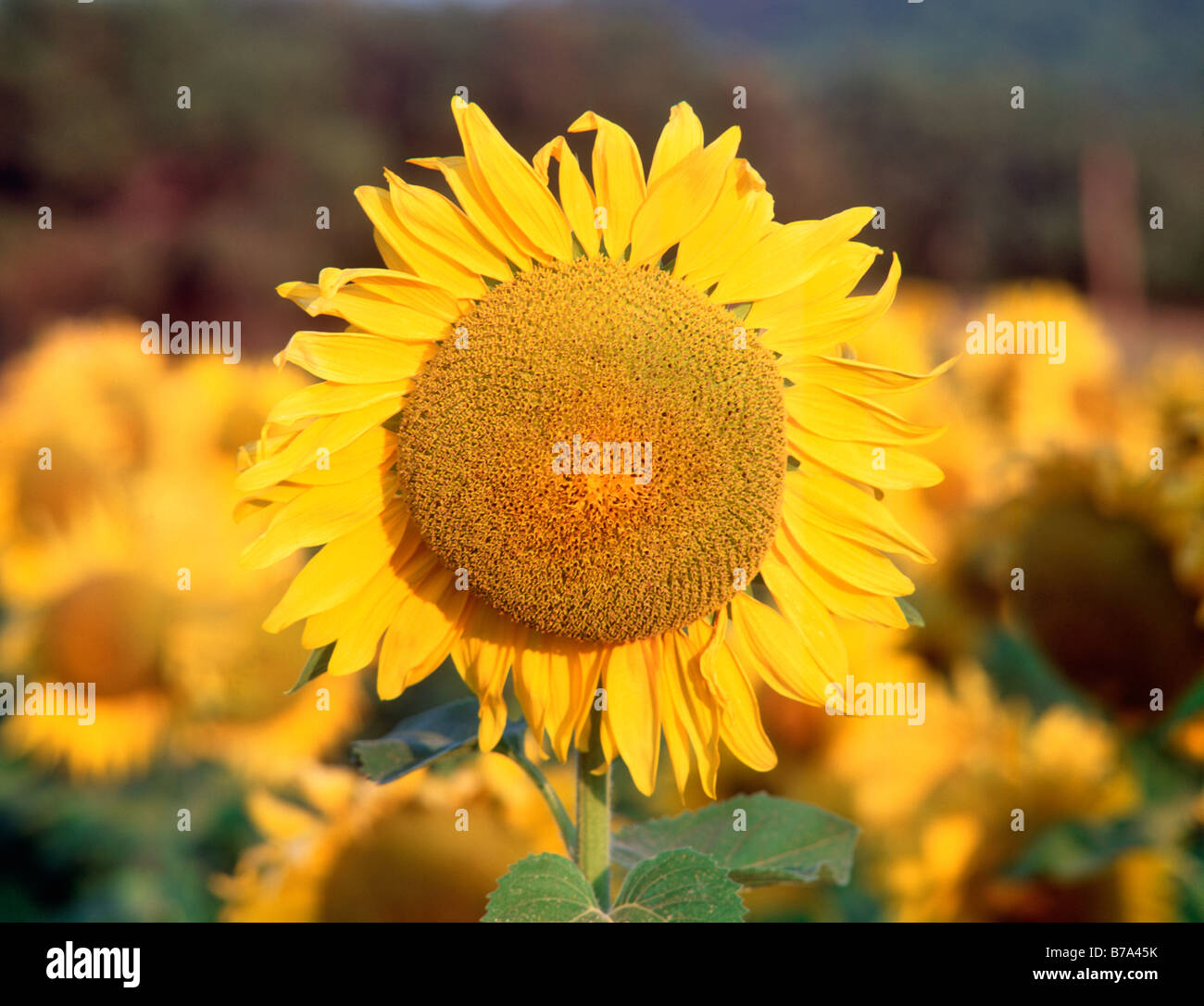 Sonnenblumen sonne sommer feldfrüchte Stockfotos und -bilder Kaufen - Alamy