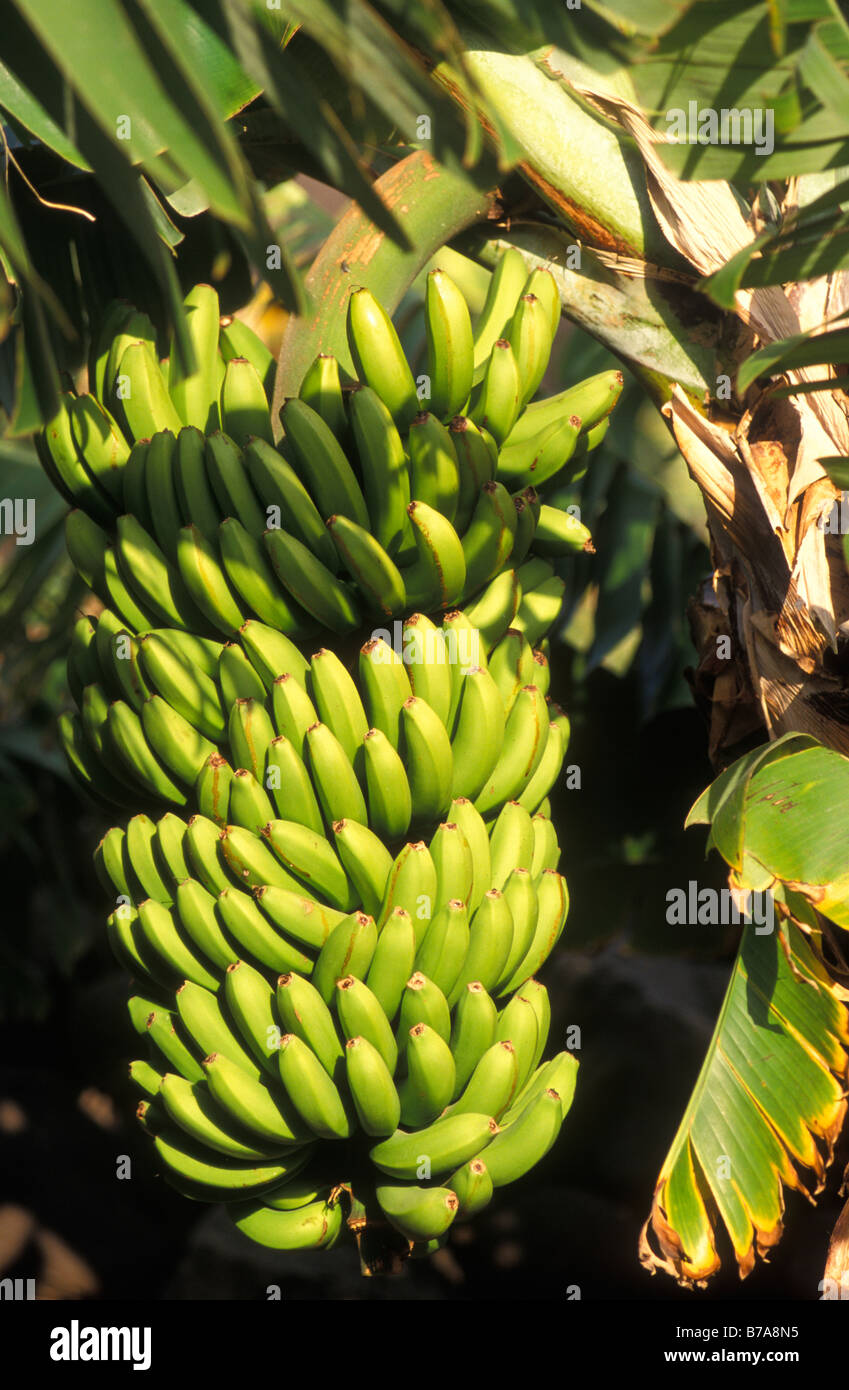 Banane, Bananen, Bananenpflanze, Bananenplantage, Valle Gran Rey, Insel ...