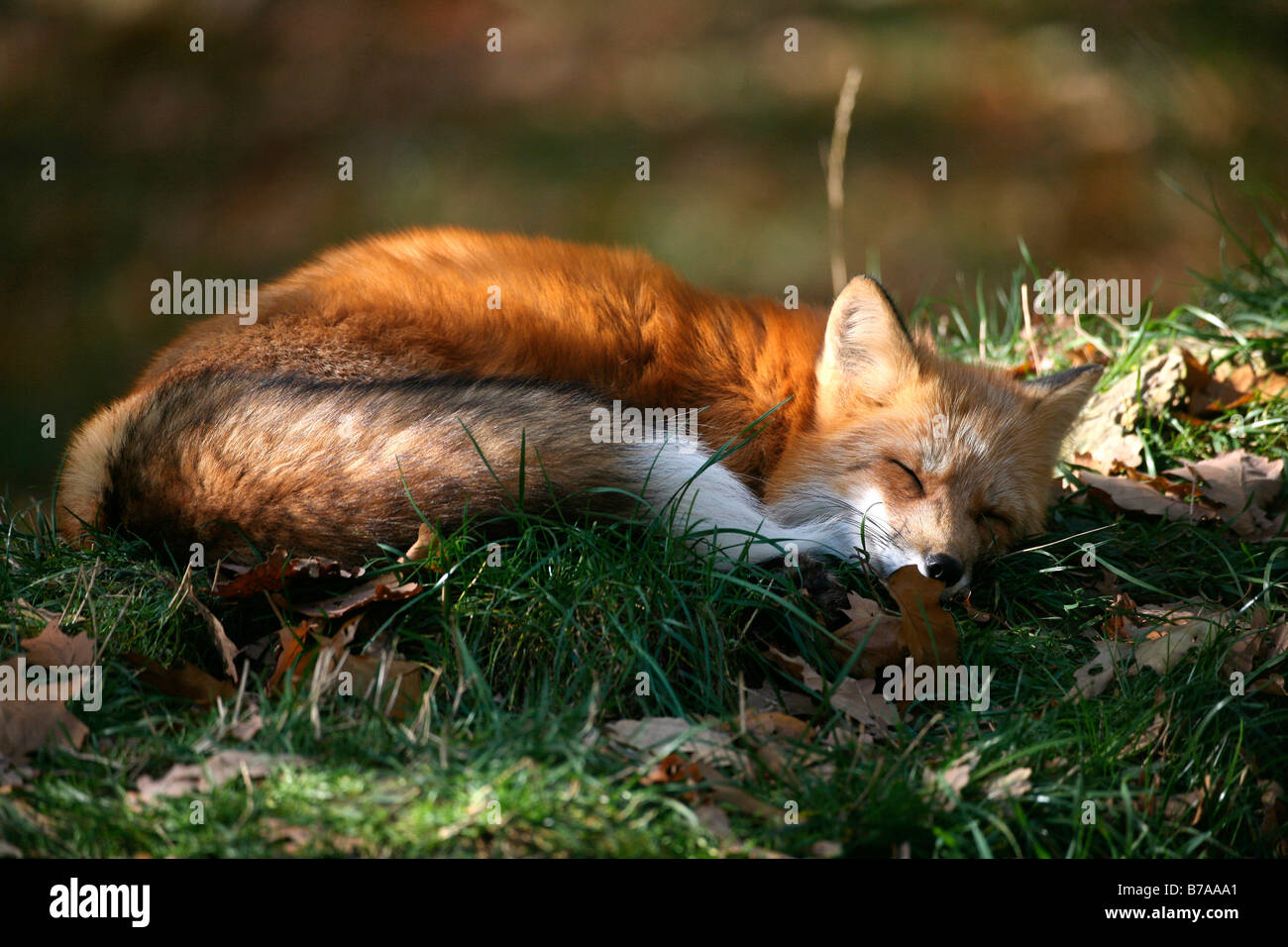 Curled up red fox vulpes Stockfotos und -bilder Kaufen - Alamy
