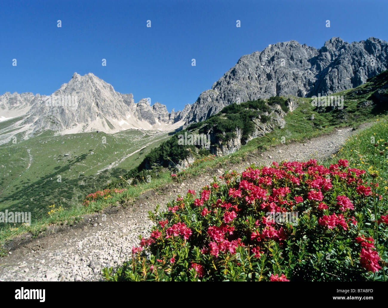 Wanderweg mit Alpenrose in die Lechtaler Alpen, Tirol, Österreich ...