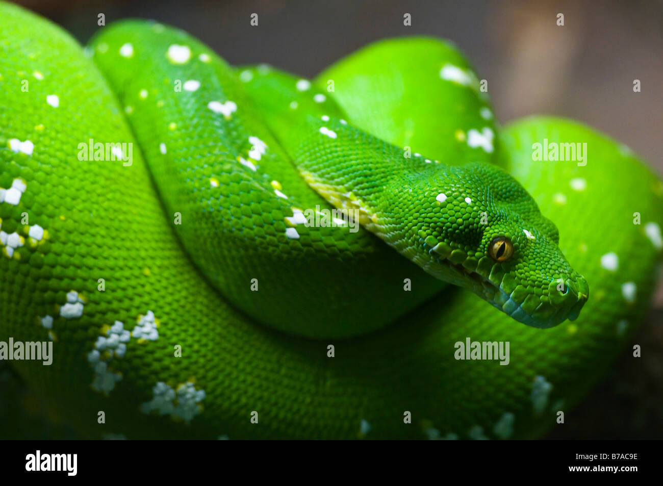 Gruner baumpython -Fotos und -Bildmaterial in hoher Auflösung – Alamy