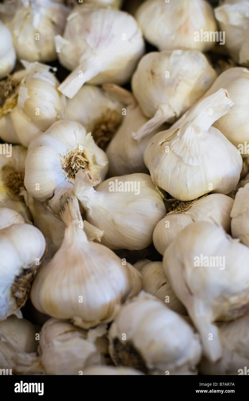 Alliaceae allium sativum garlic -Fotos und -Bildmaterial in hoher ...