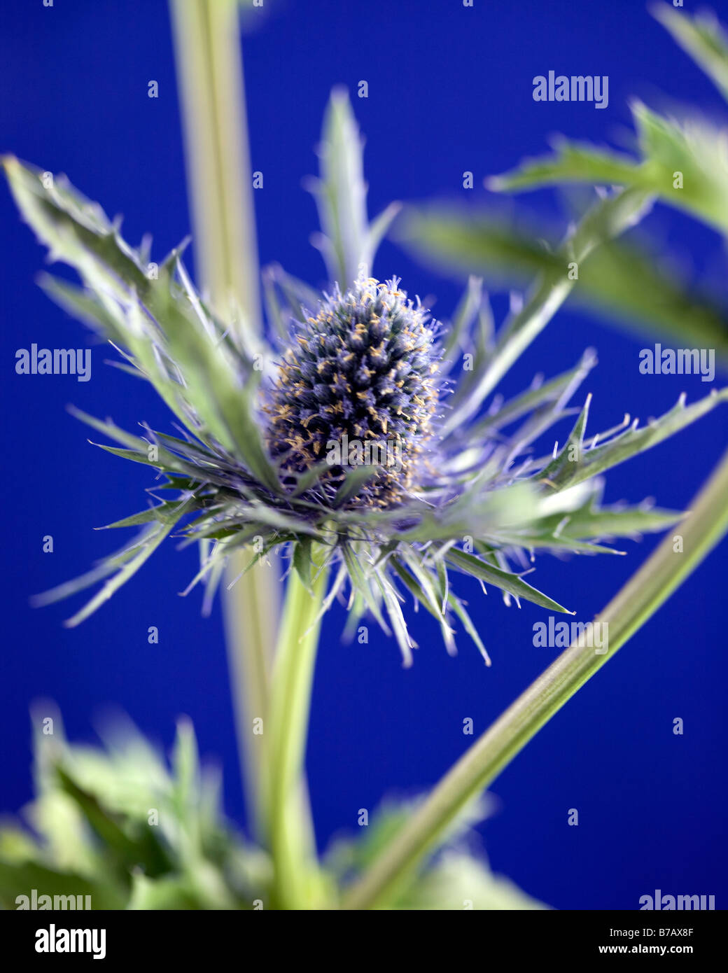 Eryngium Meer Holly Distel, lila Distel vor einem blauen Hintergrund ...
