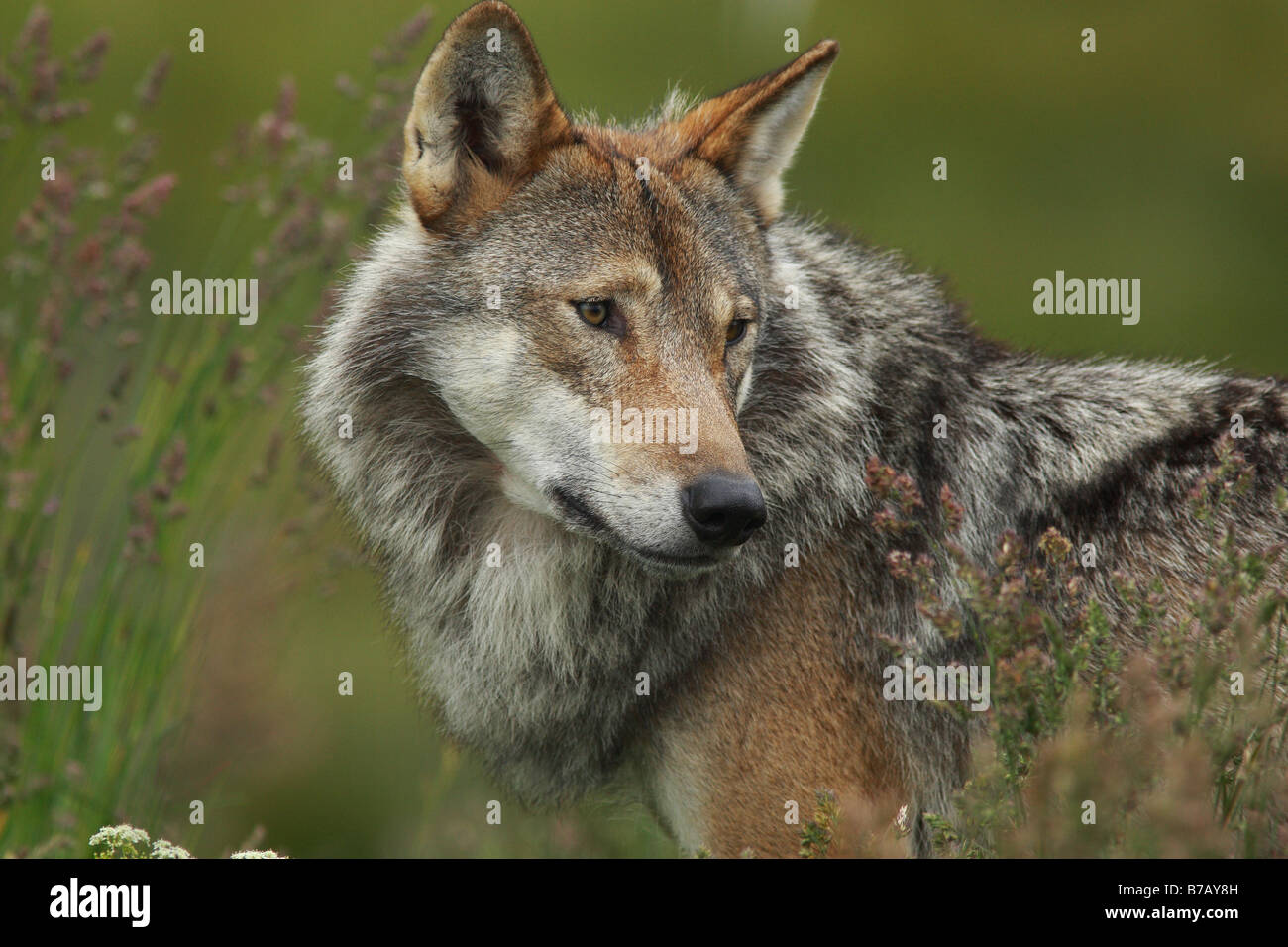 Europäischer grauer wolf -Fotos und -Bildmaterial in hoher Auflösung ...