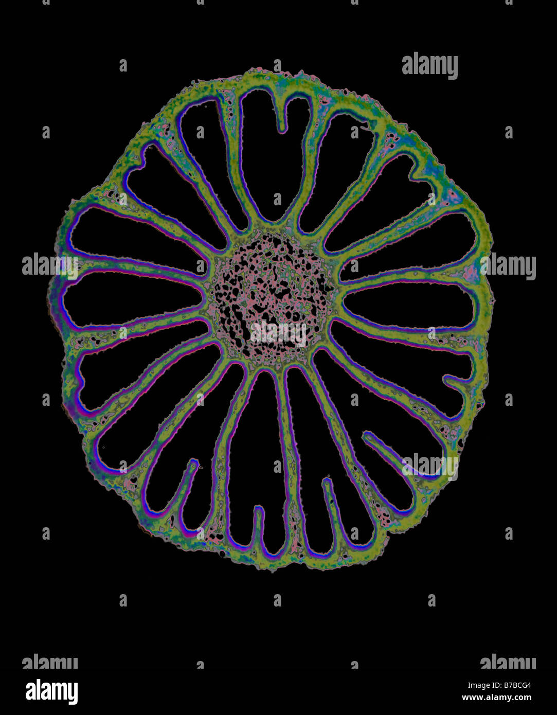 Lila und gelber pilz -Fotos und -Bildmaterial in hoher Auflösung – Alamy