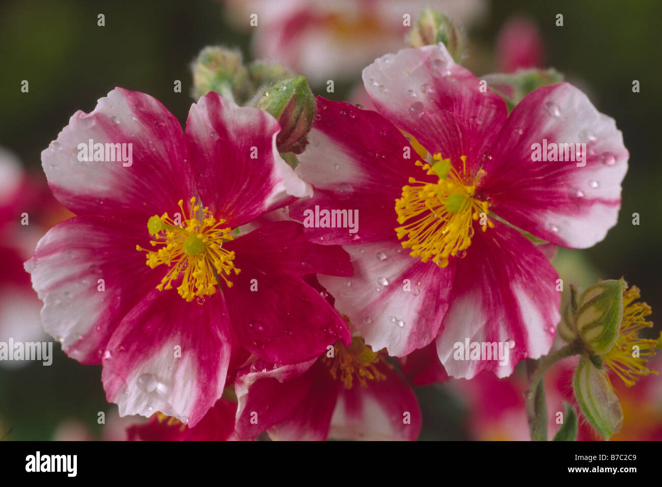 Sonnenrosen rock rose -Fotos und -Bildmaterial in hoher Auflösung – Alamy