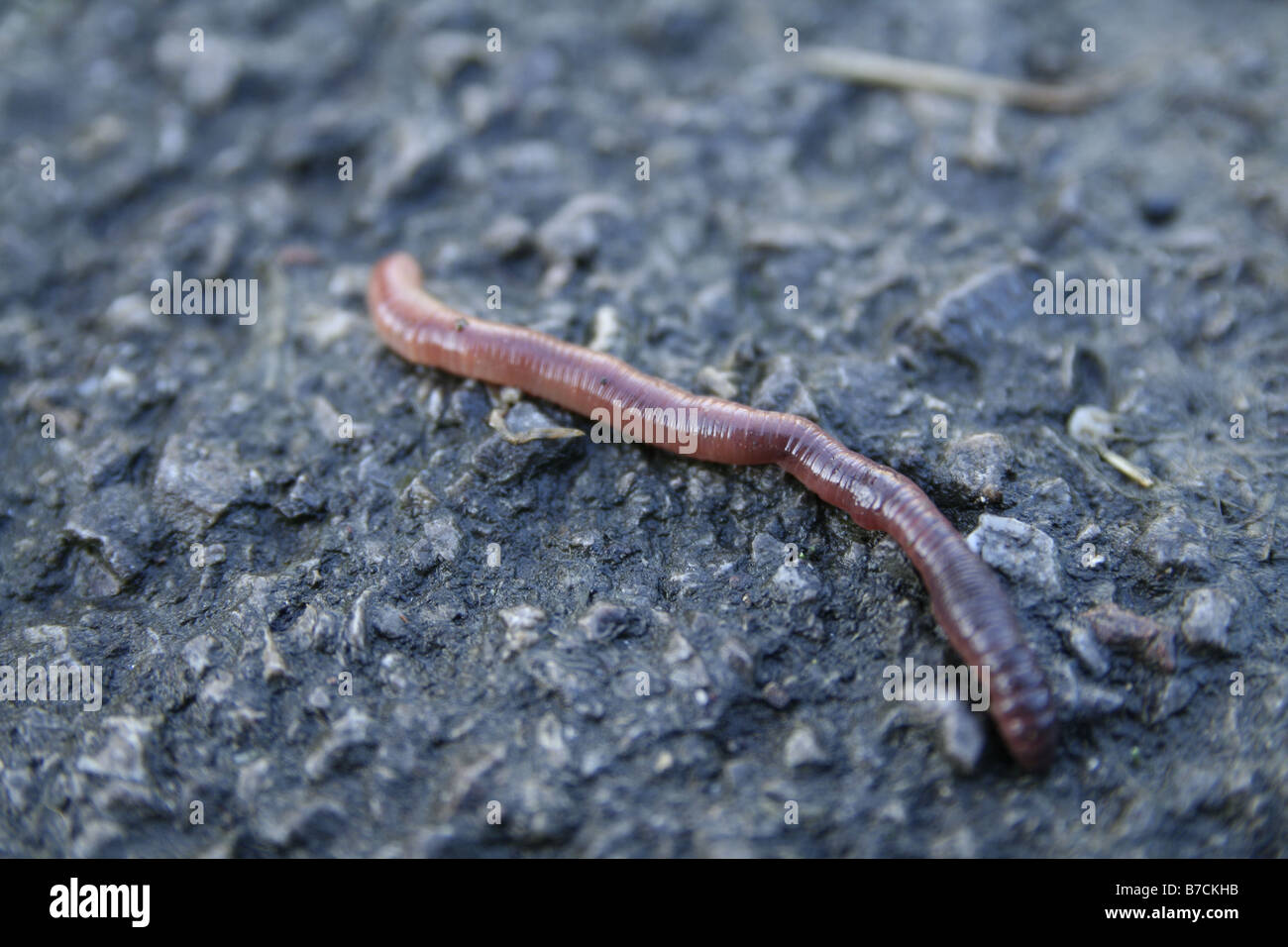 Zappelnder wurm -Fotos und -Bildmaterial in hoher Auflösung – Alamy