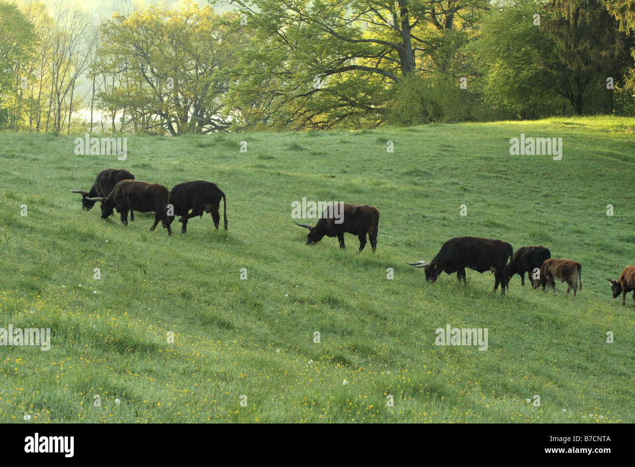 Auerochsen (Hausrind) (Bos Taurus, Bos Primigenius), Herde von Heck ...