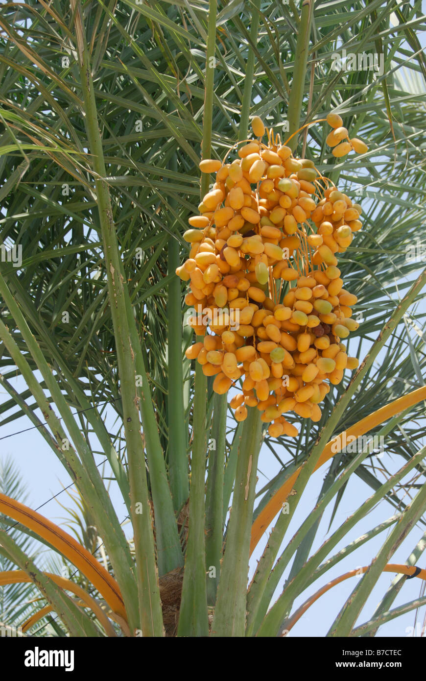 Date palm israel -Fotos und -Bildmaterial in hoher Auflösung – Alamy