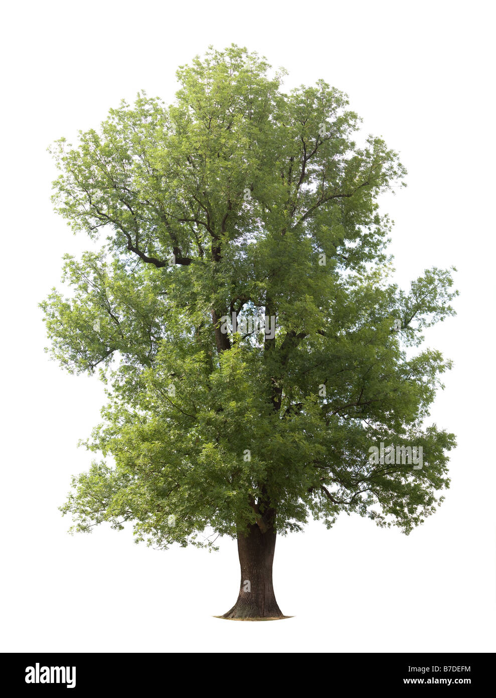 Ash tree -Fotos und -Bildmaterial in hoher Auflösung – Alamy