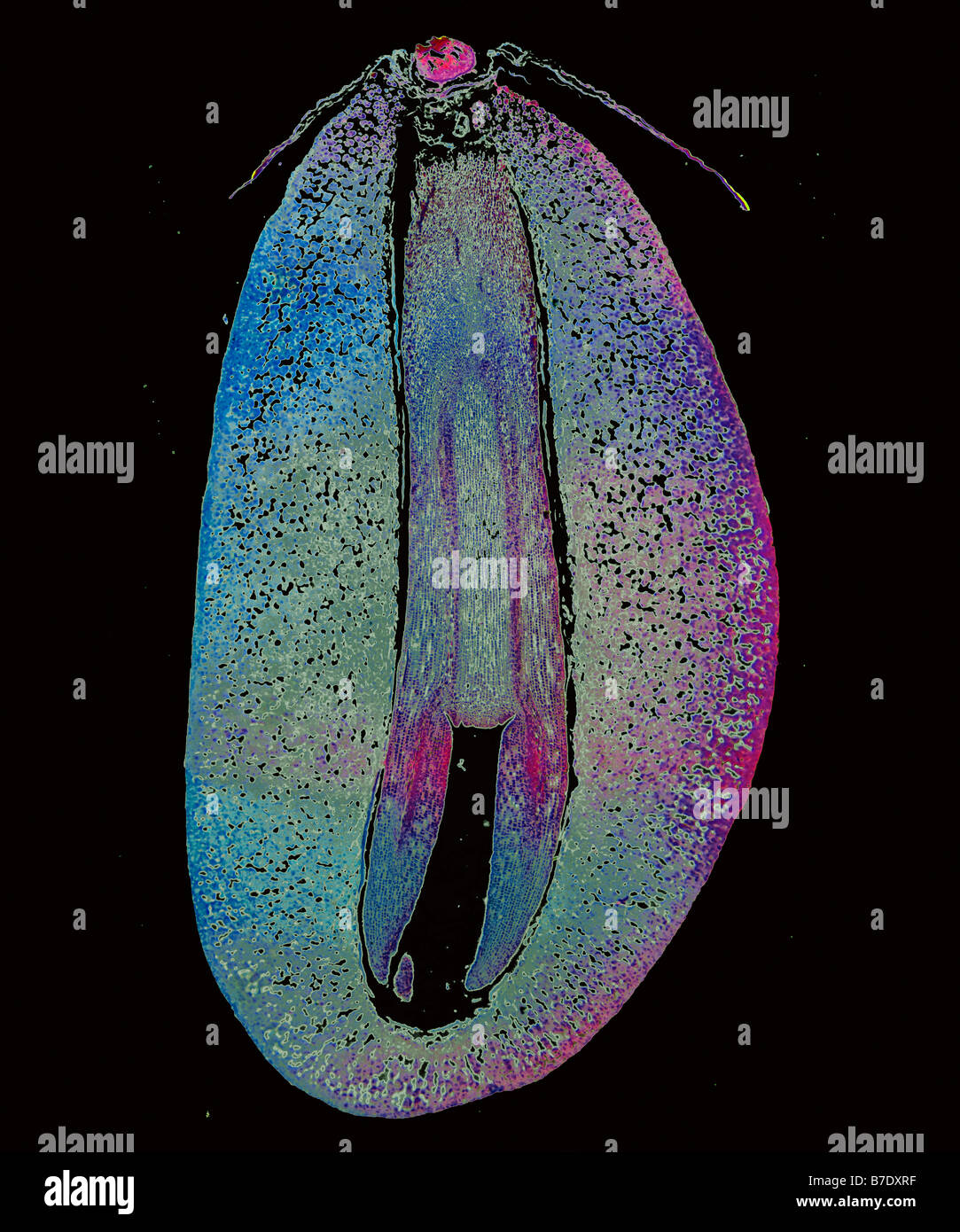 Embryo development -Fotos und -Bildmaterial in hoher Auflösung – Alamy