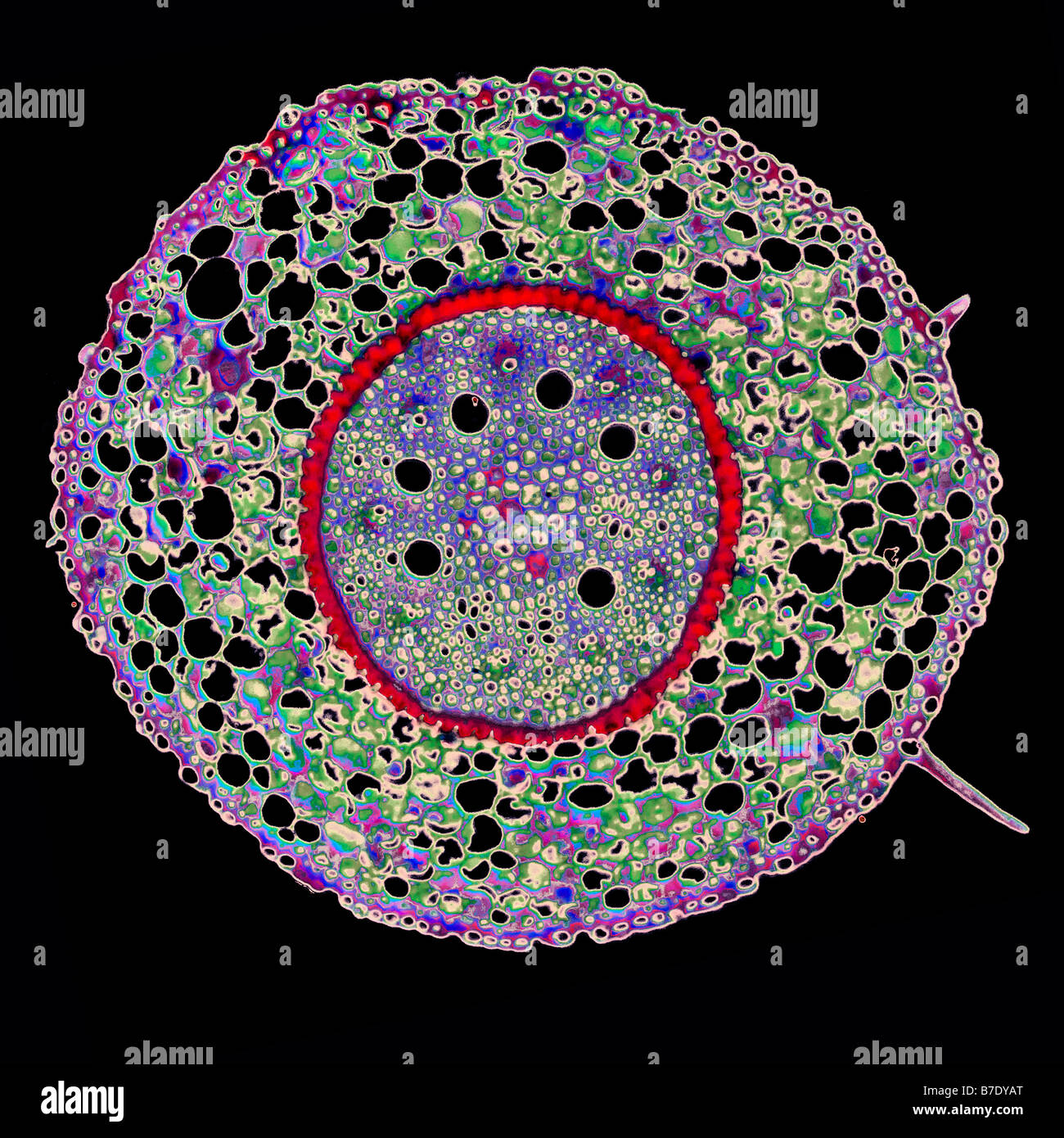 Mikro Foto Aas Blume Wurzel schildert Stockfotografie - Alamy