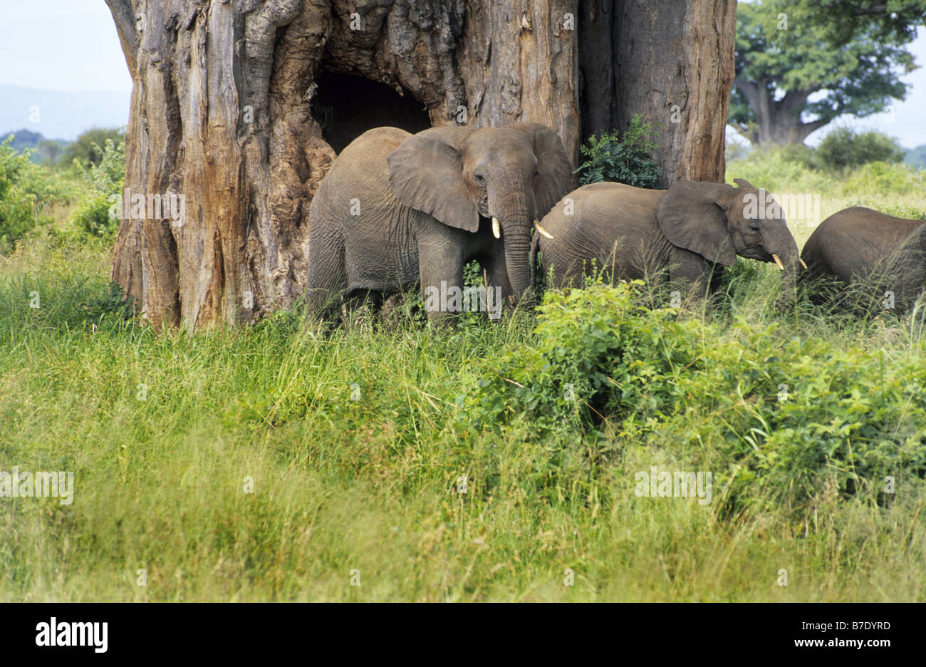 Afrikanischer Elefant (Loxodonta Africana), Herde Elefanten neben einem ...