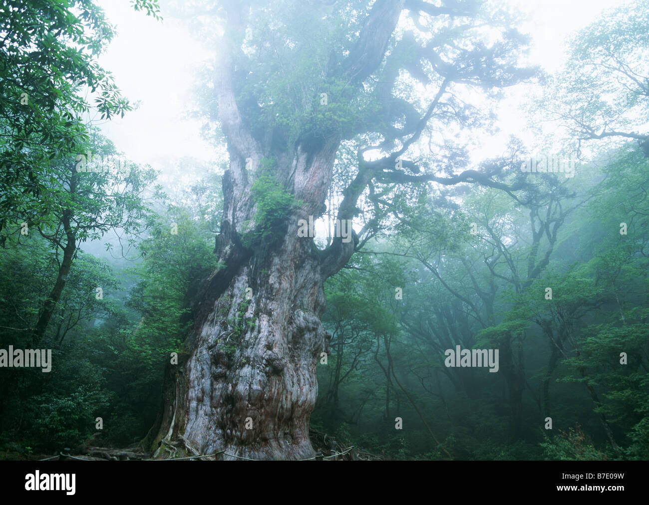 Yaku japan zeder -Fotos und -Bildmaterial in hoher Auflösung – Alamy