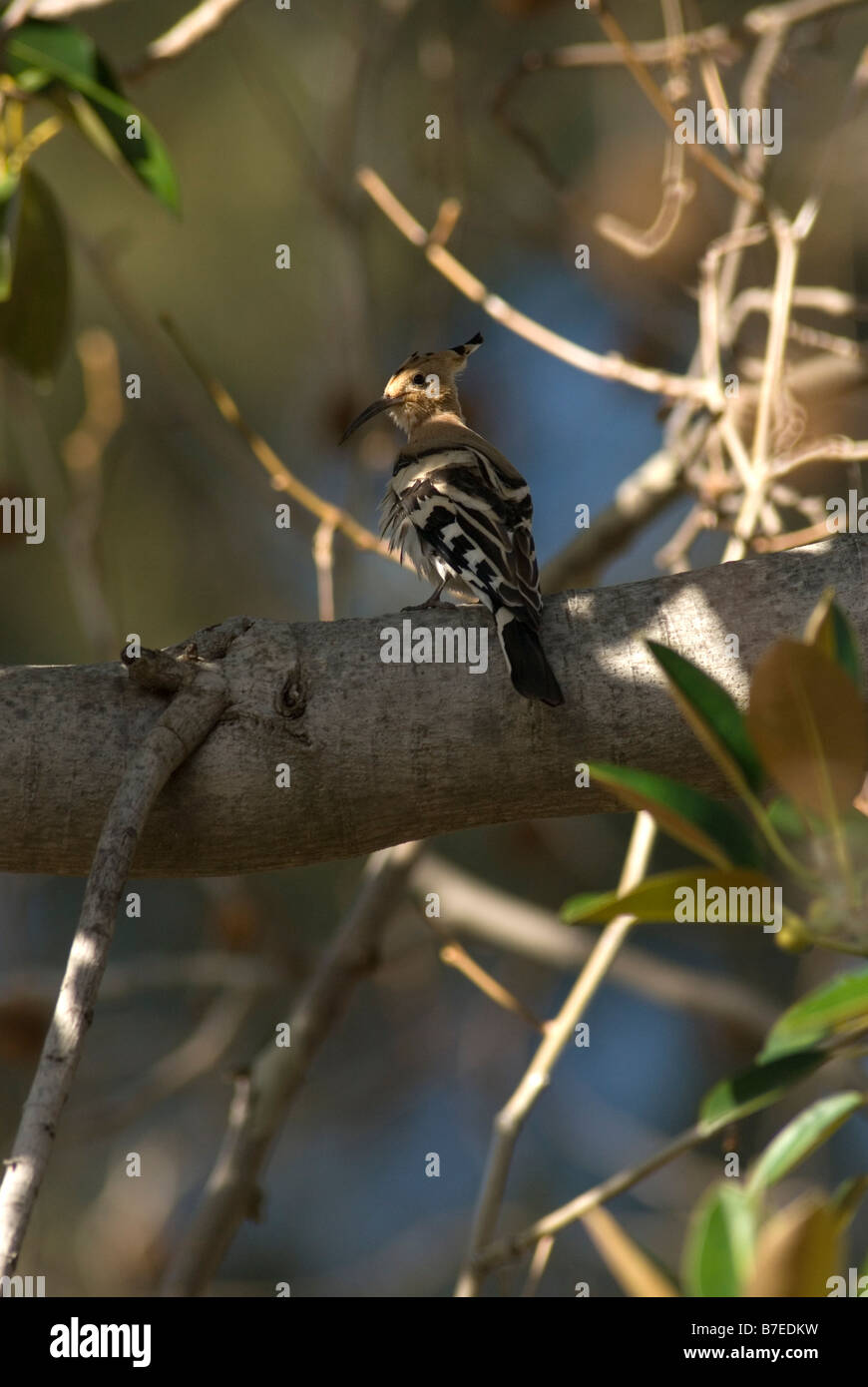 Wiedehopf sitzt -Fotos und -Bildmaterial in hoher Auflösung – Alamy