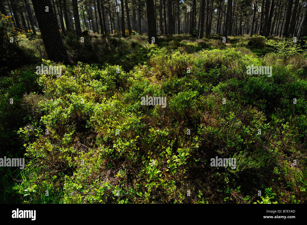 Unterholz der Heidelbeere Büsche in Nadelbaum Wälder bei Balblair Woods ...