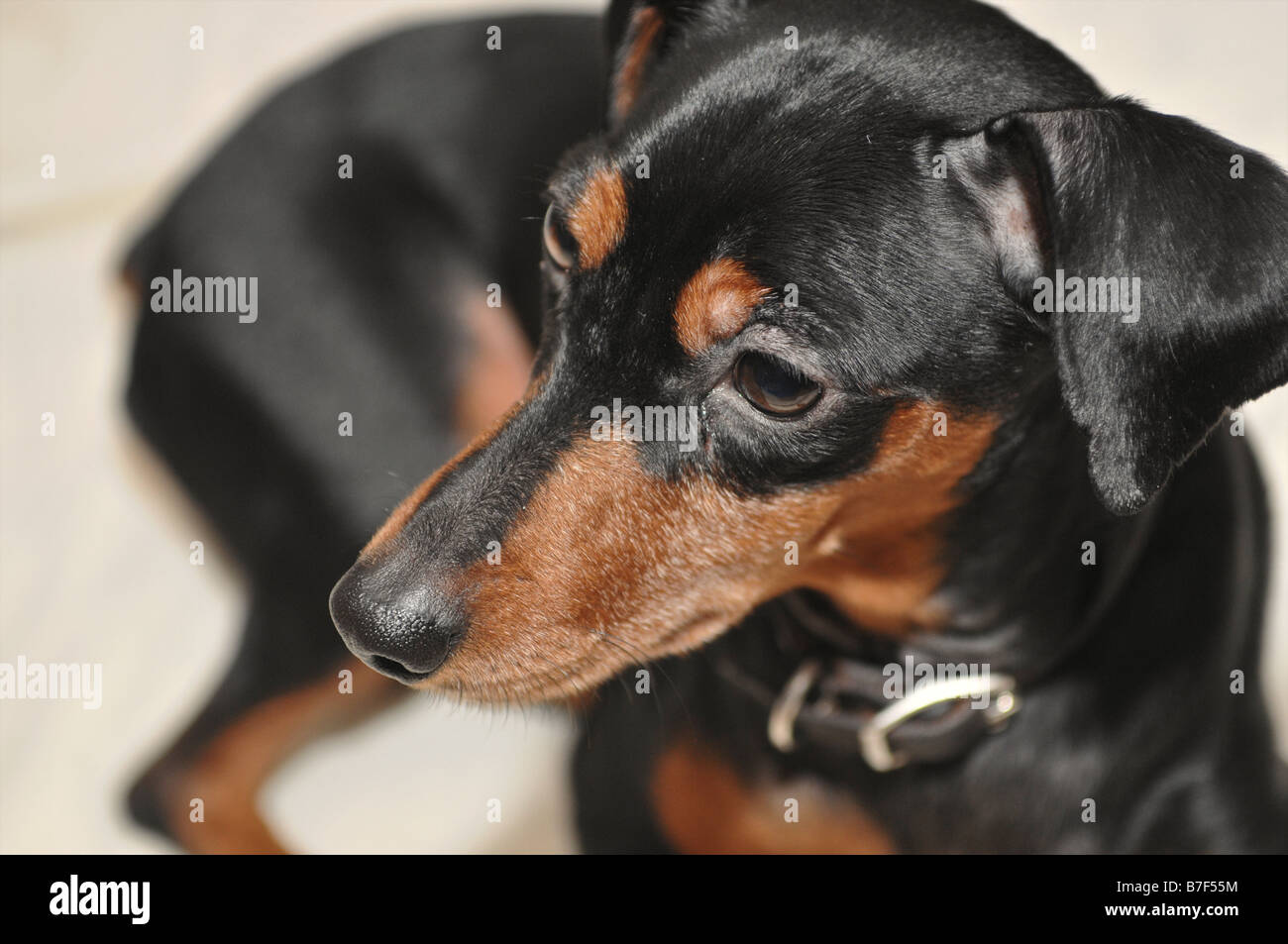 Miniature pinscher -Fotos und -Bildmaterial in hoher Auflösung – Alamy