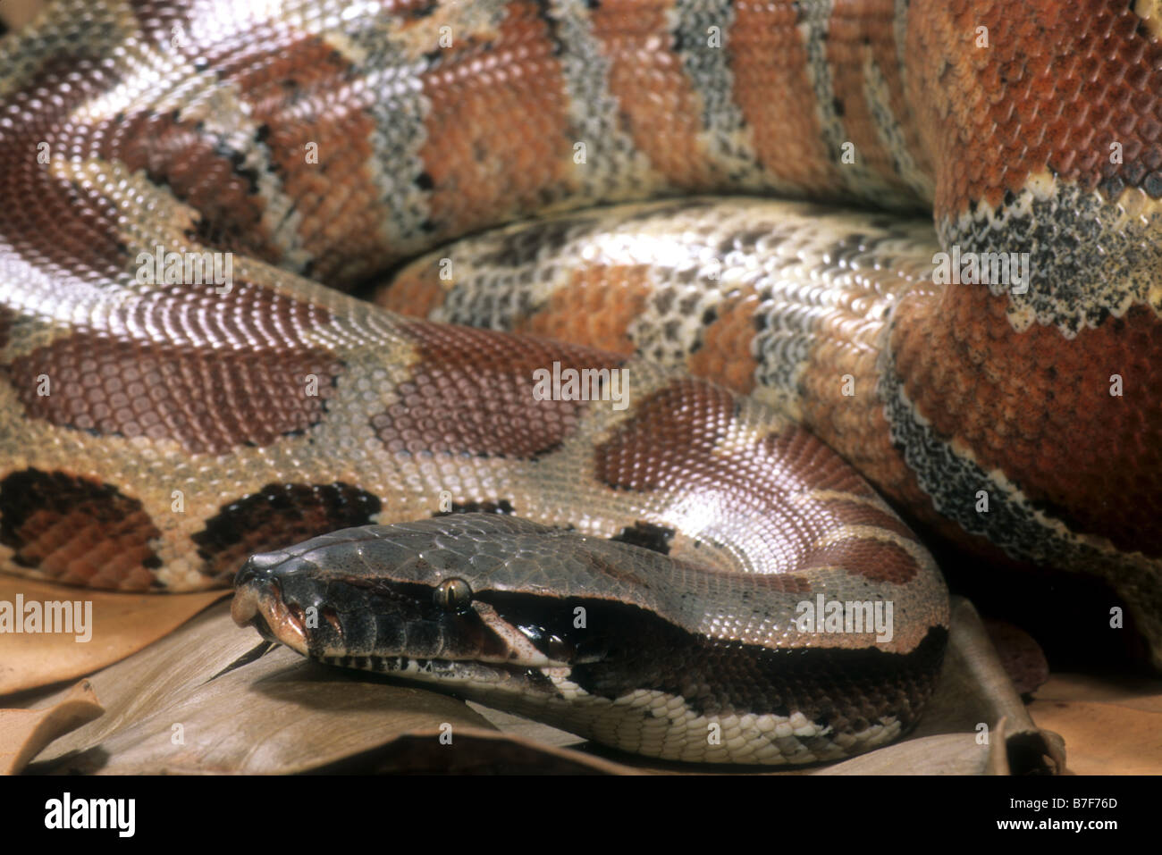 Blood python -Fotos und -Bildmaterial in hoher Auflösung – Alamy